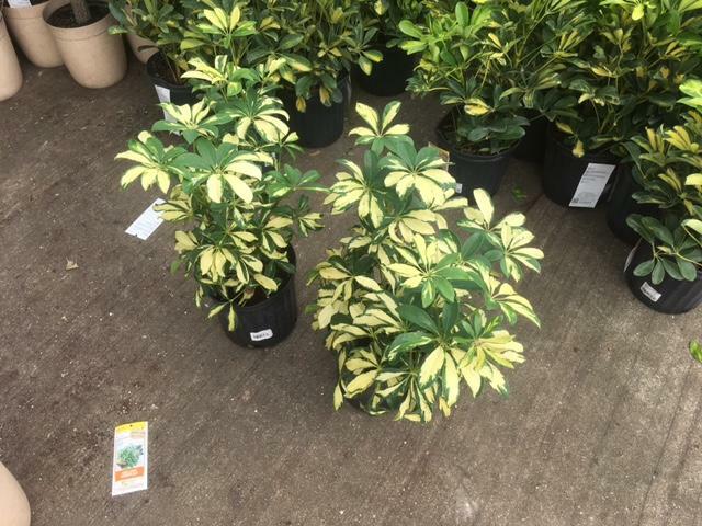 Schefflera arboricola 'Variegated' - Medium - Variegated Elf Schefflera ...