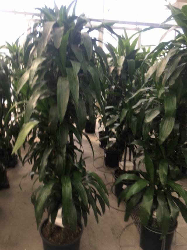 Dracaena 'Lisa Cane' - Medium - New York Plants HQ