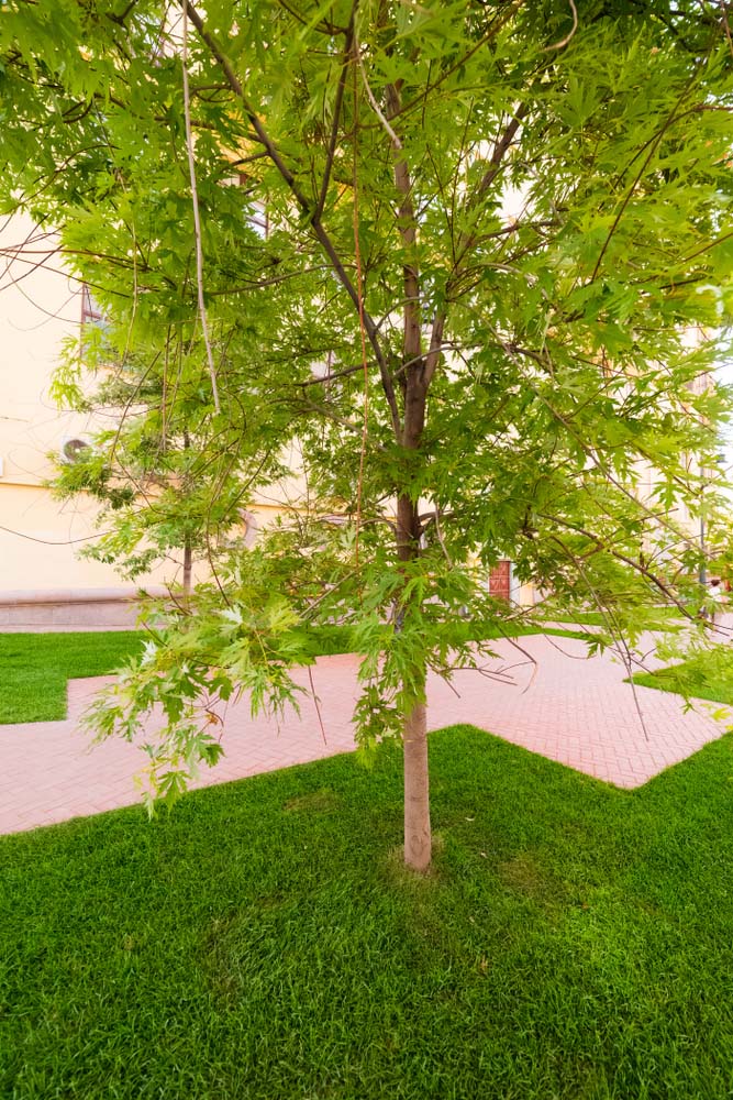 Acer s. 'Legacy' - Maple - New York Plants HQ