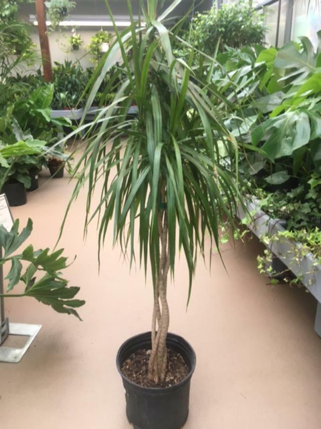 Dracenea cincta 'braided' - Dragon tree - New York Plants HQ