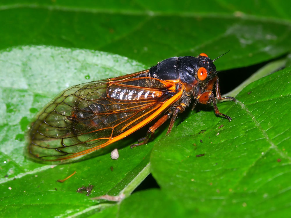 Periodical Cicada - 17-year Cicada - New York Plants HQ