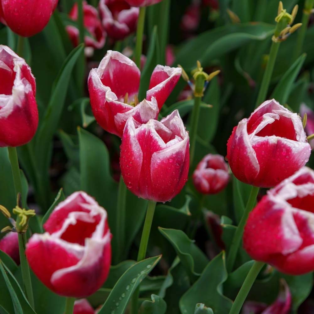 Tulipa 'Dutch Design' - Tulip 'Dutch Design' - New York Plants HQ