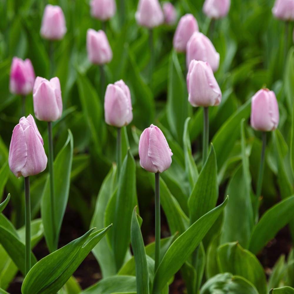Tulipa 'Candy Prince' - Tulip 'Candy Prince' - New York Plants HQ