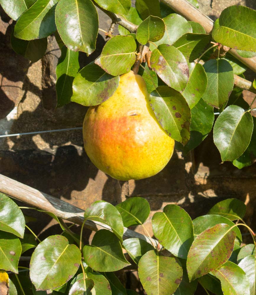 Pear - Comice Pear tree - New York Plants HQ