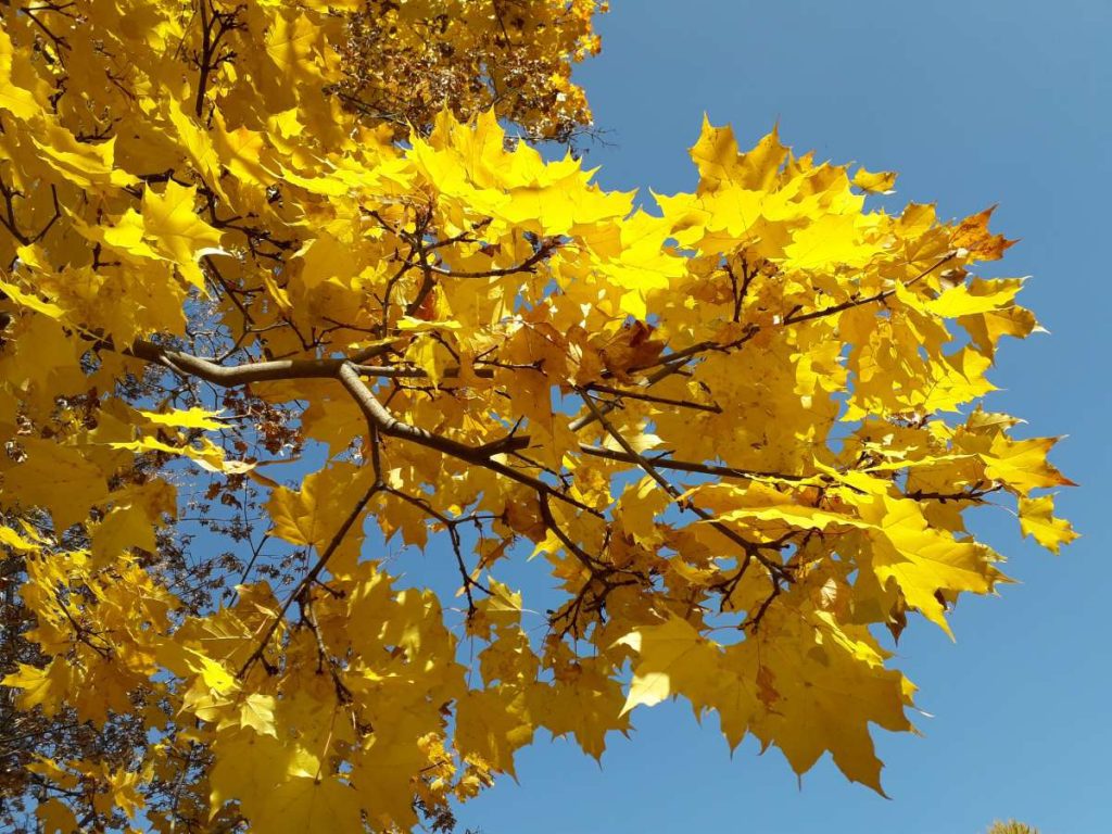 Acer platanoides 'Superform' ' Norway Maple - Maple - New York Plants HQ