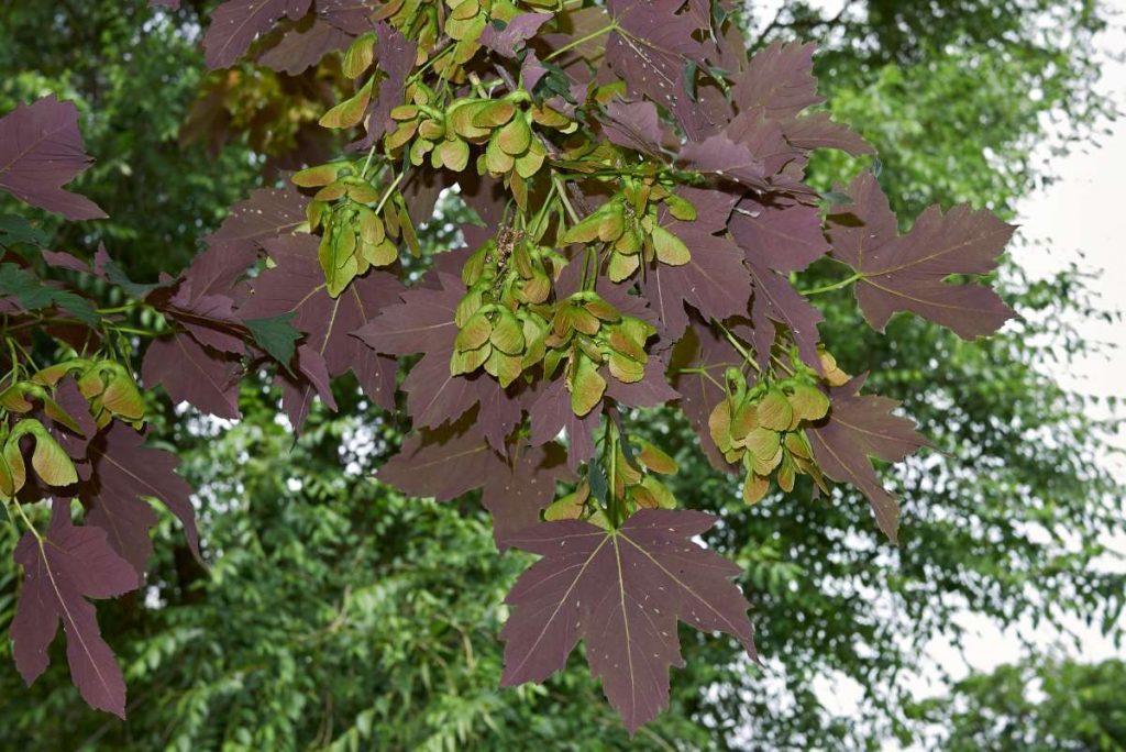 Acer pseudoplatanus 'Atropurpureum' ' 'Purple Sycamore Maple ...