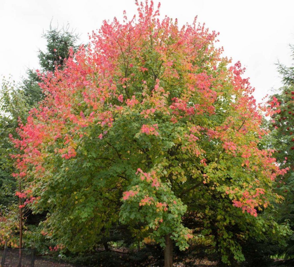 Acer rubrum 'Schlesingeri' ' Red Maple - Scarlet Maple ' Swamp Maple ...