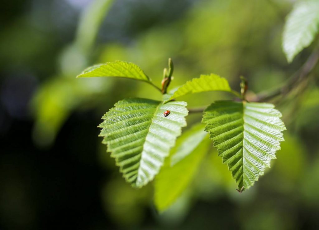Alnus rubra ' Allnus oregona ' Oregon Alder ' Red Alder - Alder - New ...