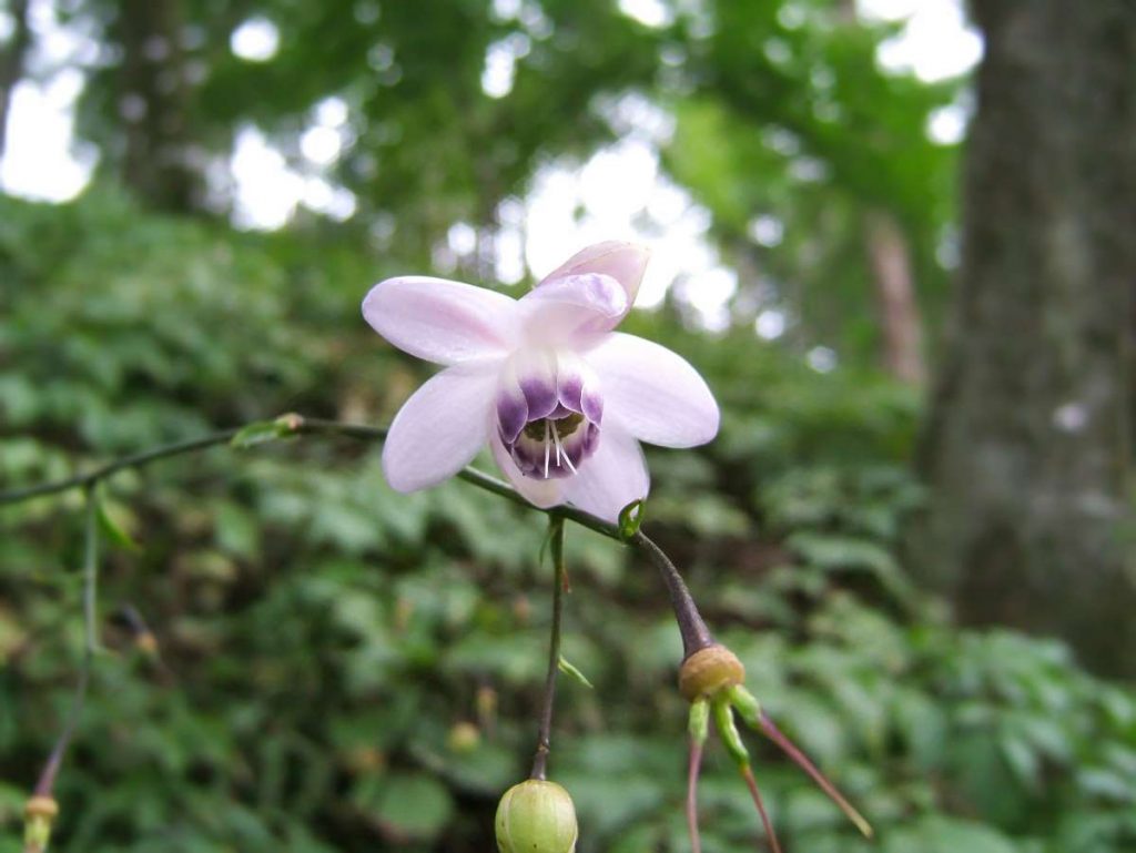 Anemonopsis macrophylla - New York Plants HQ