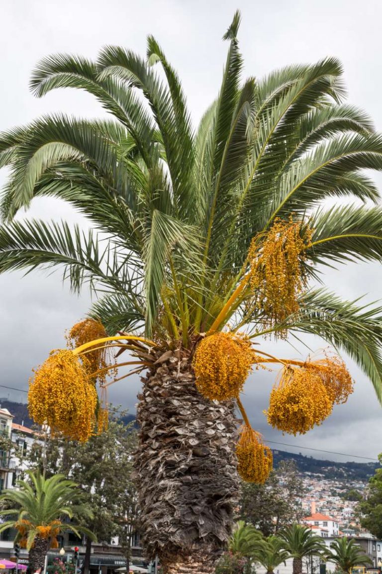 Archontophoenix Cunninghamiana - Bangalow Palm - Illawarra Palm ...