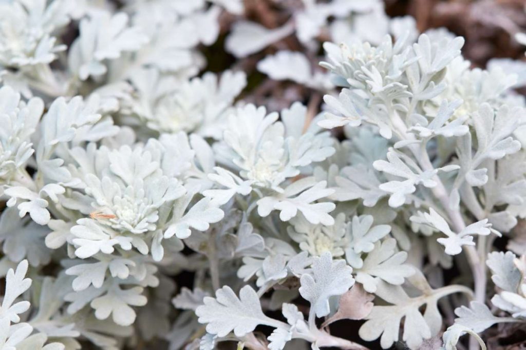 Artemisia stelleriana - Beach Wormwood - Dusty Miller - Mugwort ...