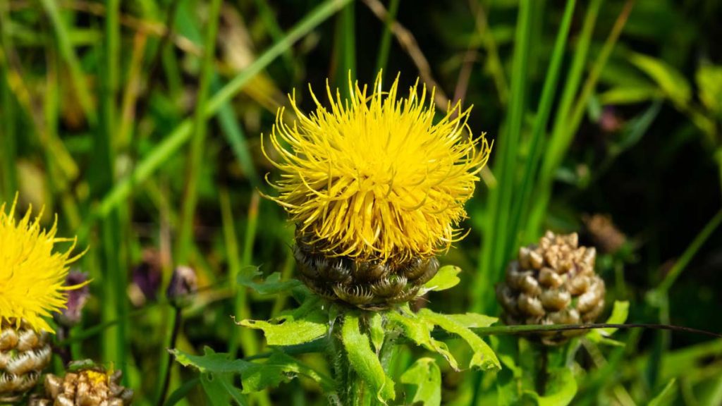 Centaurea macrocephala - Giant Knapweed - Globe Cornflower - Hardheads ...
