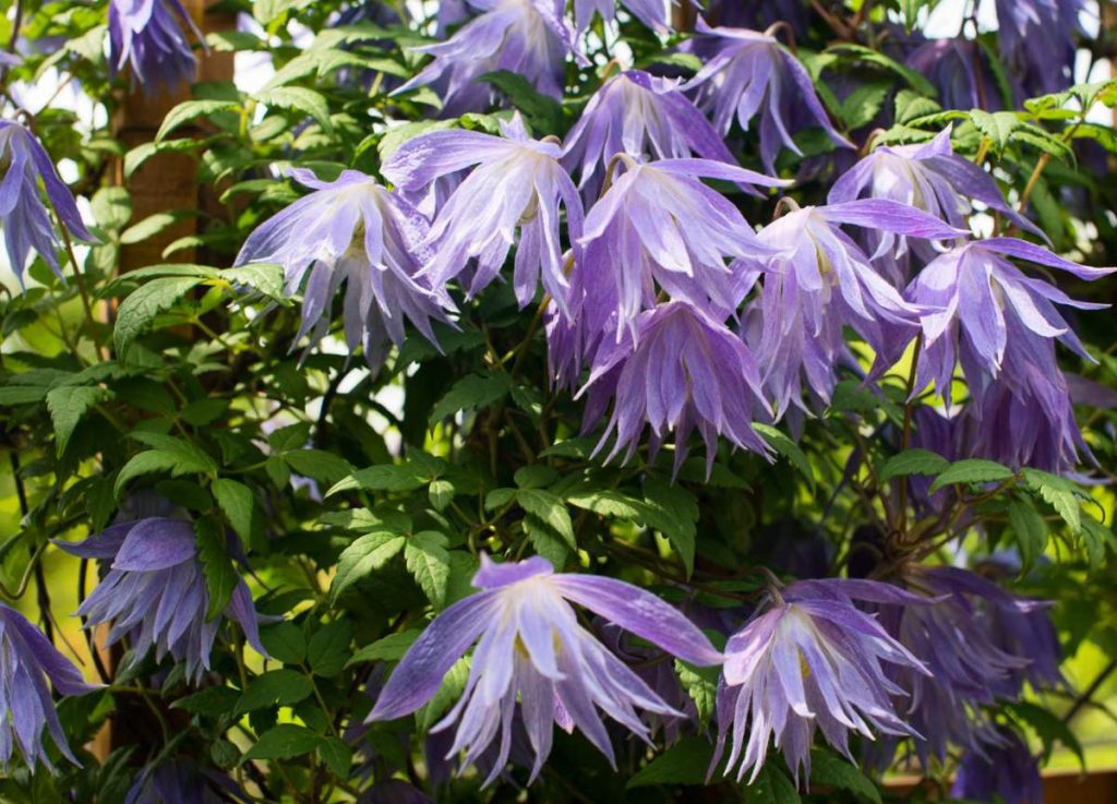 Clematis macropetala - Downy Clematis - Atragene - Old Man's Beard ...