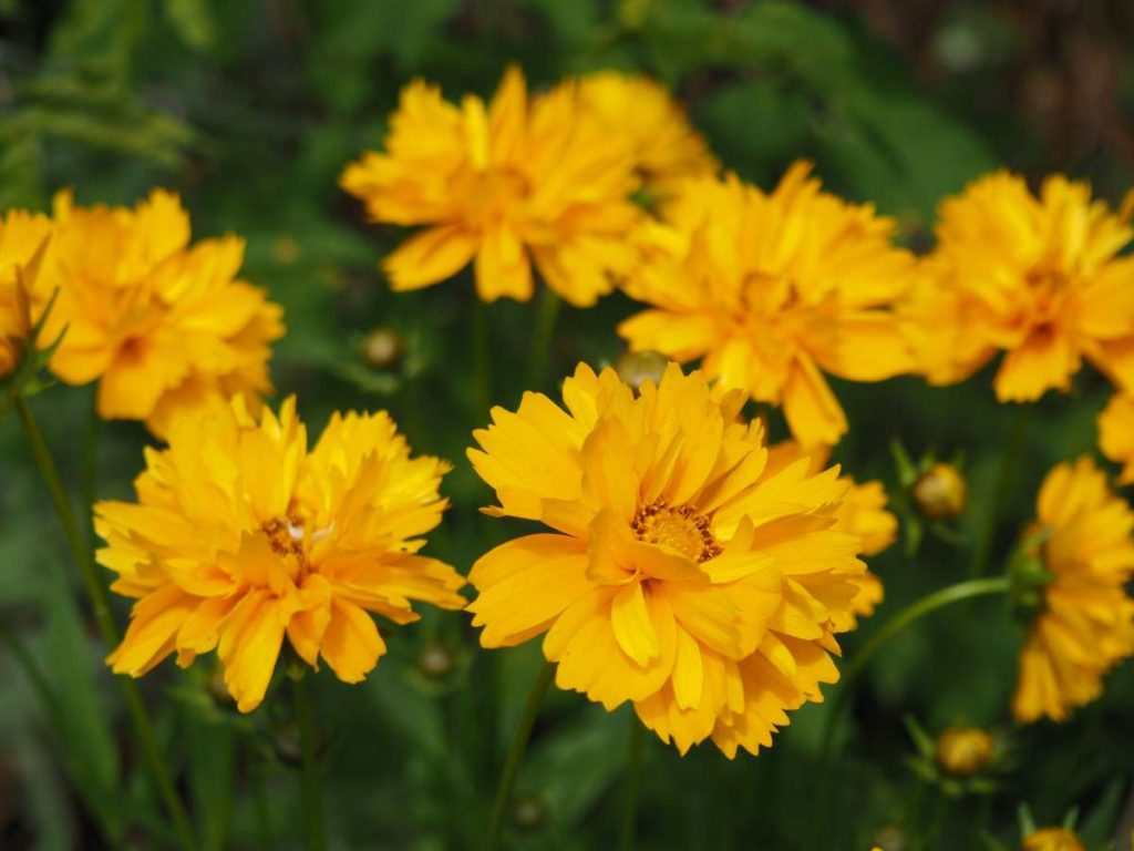 Coreopsis 'Grandiflora' - Coreopsis 'Golden Shower' - Tickseed - New ...
