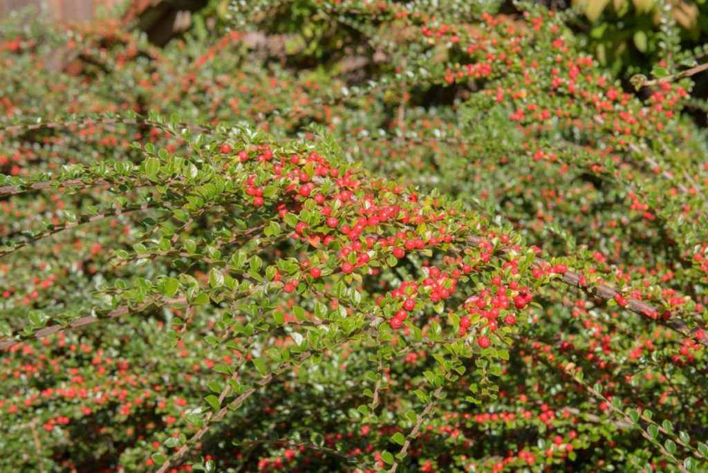 Cotoneaster horizontalis var. perpusillus - Rockspray - Rock Cotoneaster - Rockspray cotoneaster ...