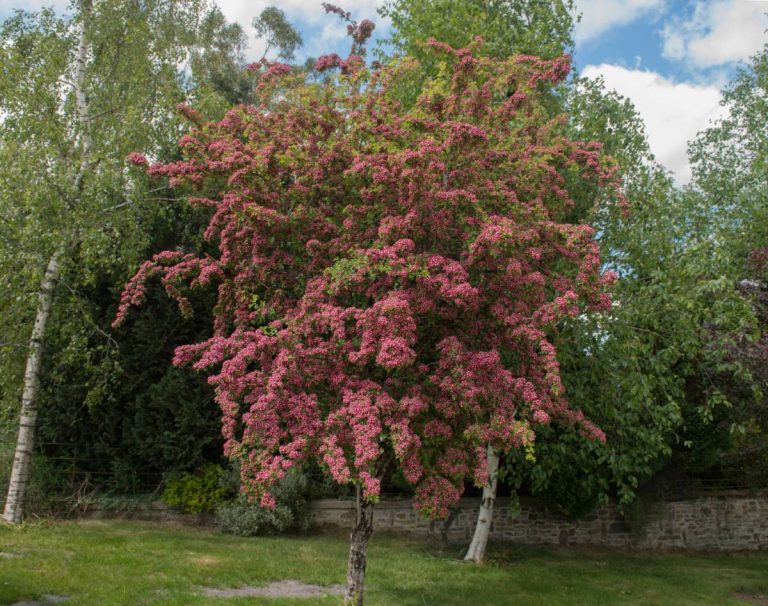 Crataegus laevigata 'Crimson Cloud' - Crataegus oxyacantha of gardens ...