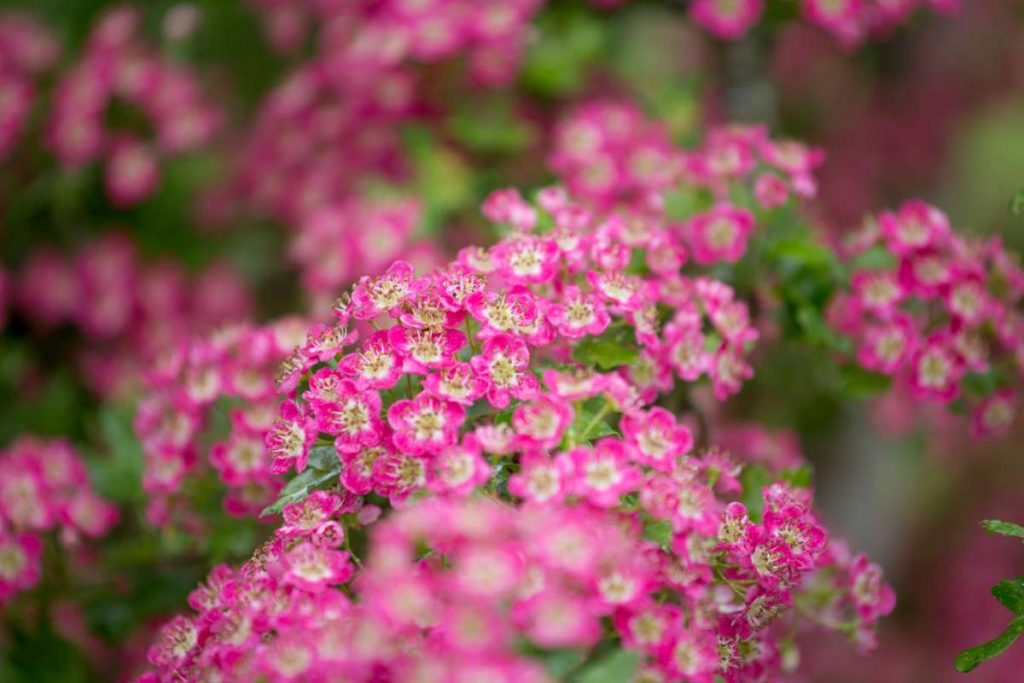 Crataegus laevigata 'Punicea' - Crataegus oxyacantha of gardens ...