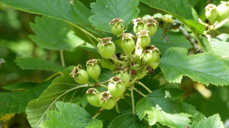Crataegus mollis - Downy Hawthorn - Red Haw - Hawthorn - May - New York ...