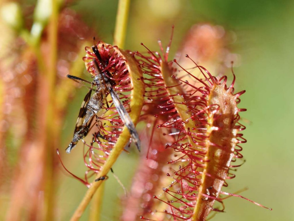 Drosera anglica - English Sundew - Great Sundew - Sundew - Daily Dew ...