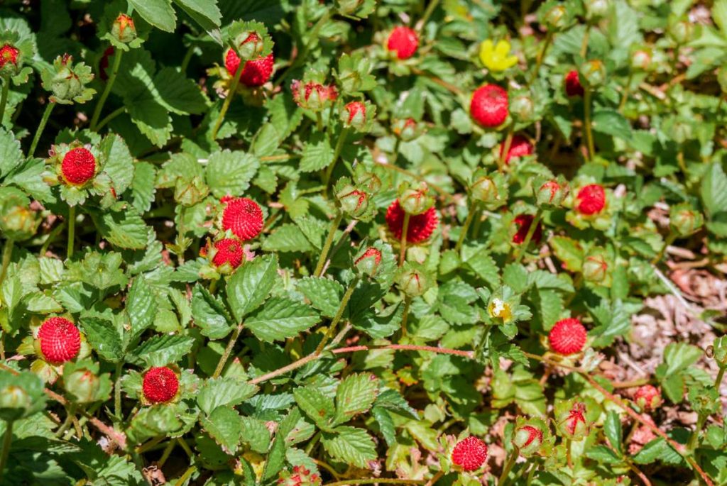 Duchesnea indica - Fragaria indica - Indian Strawberry - Mock ...