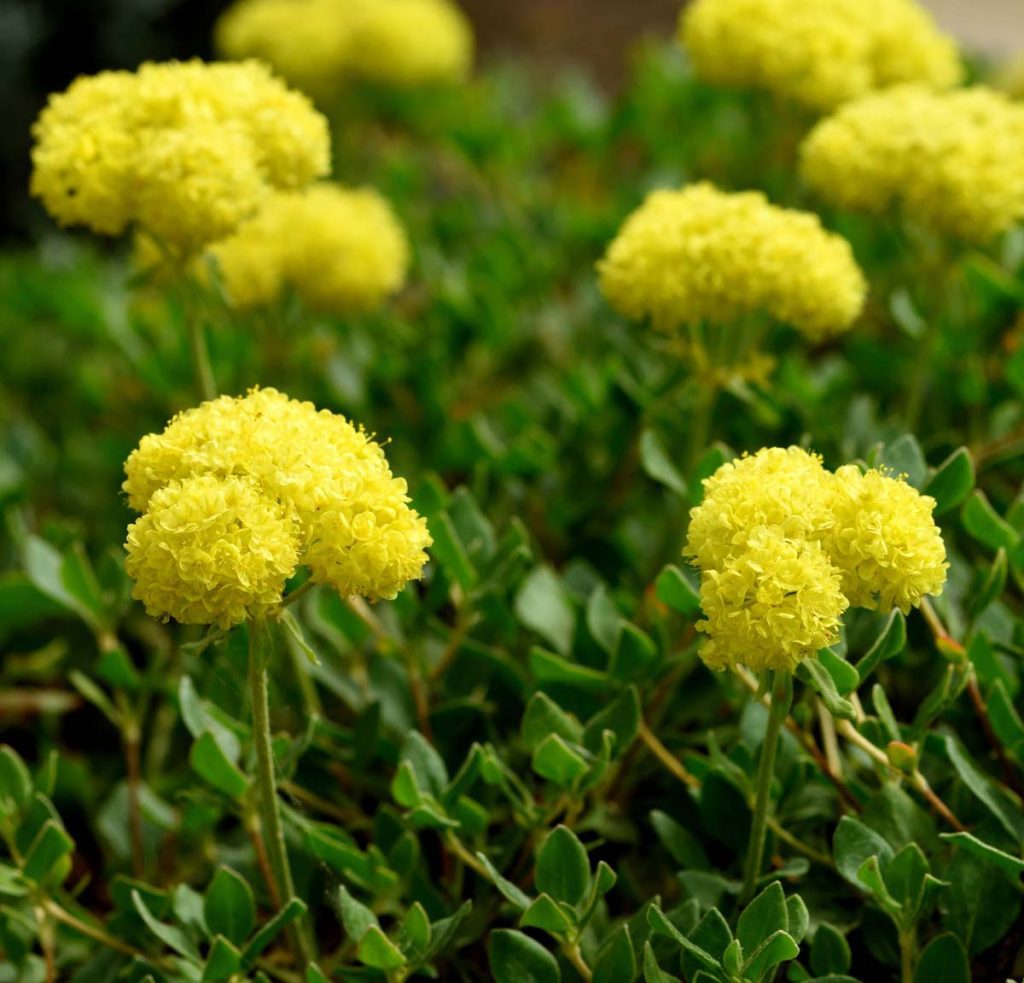 Eriogonum umbellatum - Sulfur Buckwheat - St. Catherine's Lace - Wild ...