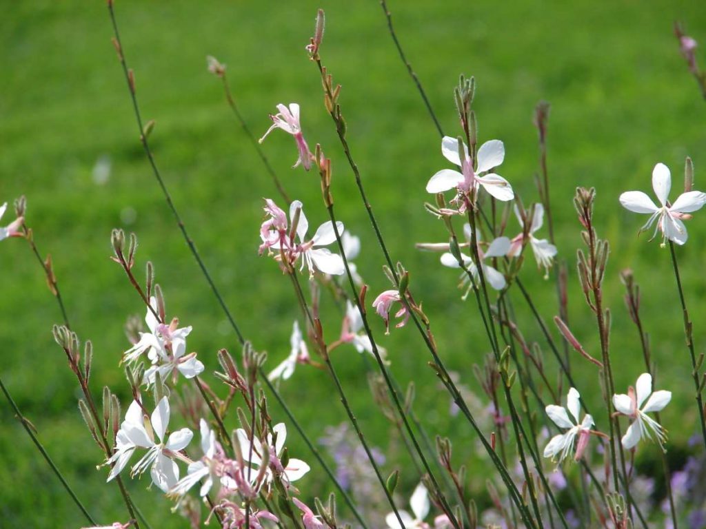 Gaura lindheimeri 'Whirling Butterflies' - White Gaura - New York Plants HQ
