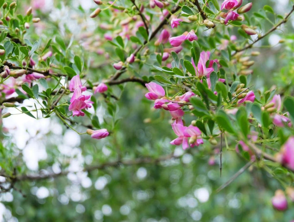 Halimodendron halodendron - Halimodendron argenteum - Salt Tree - New ...
