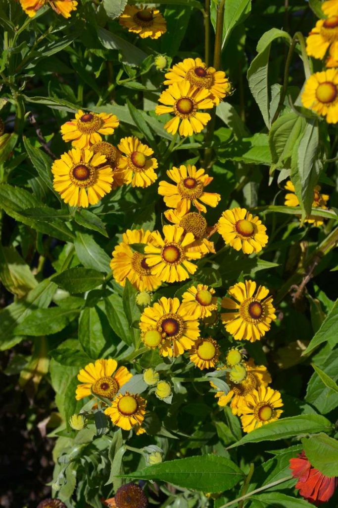 Helenium 'Zimbelstern' - Sneezeweed - Helen's Flower - New York Plants HQ