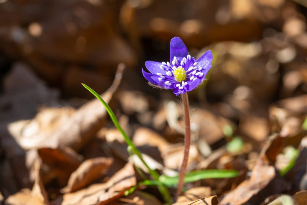 Hepatica transsilvanica - Hepatica angulosa - New York Plants HQ