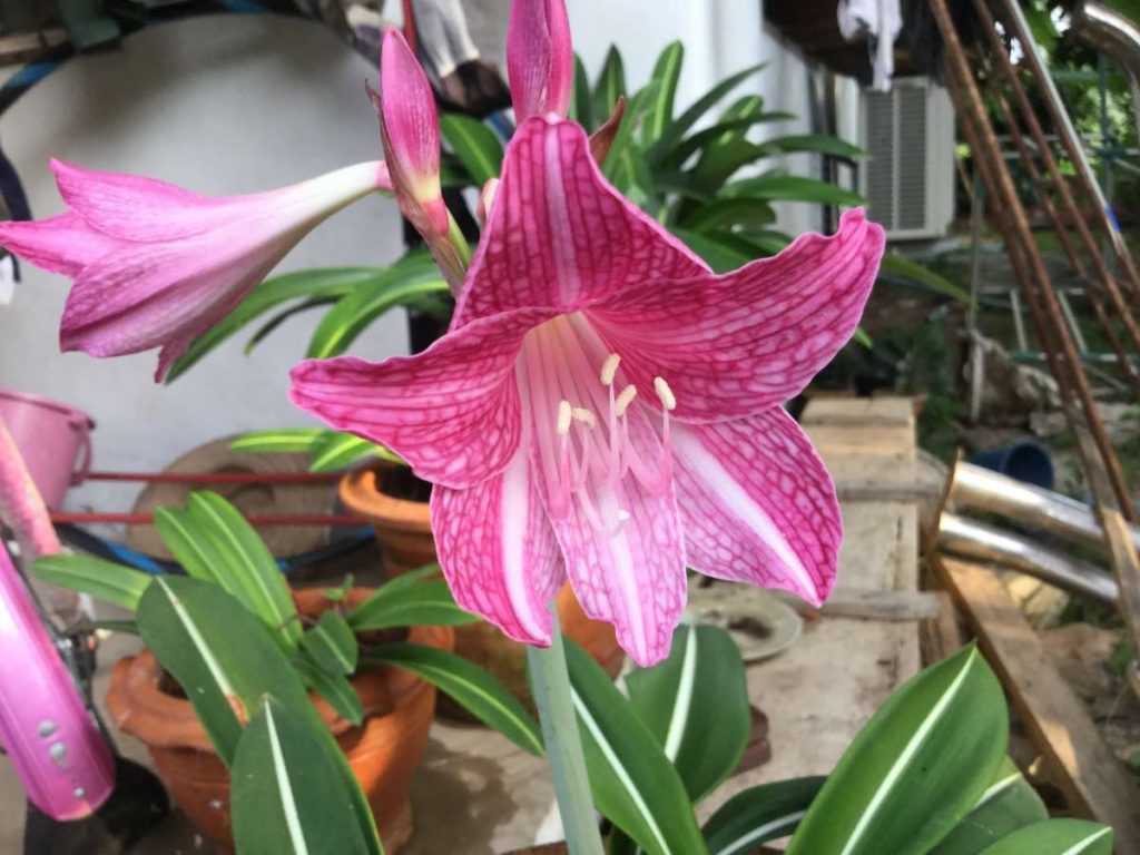 Hippeastrum reticulatum var. striatifolium - Amaryllis - Barbados Lily ...