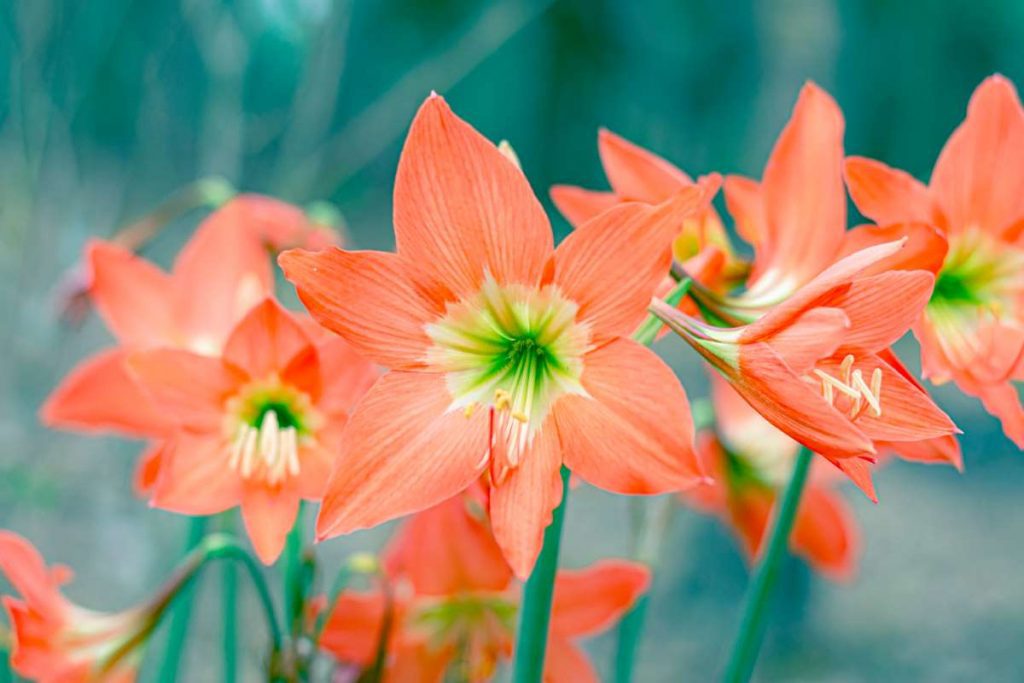 Hippeastrum striatum - Hippeastrum rutilum - Amaryllis - Barbados Lily ...
