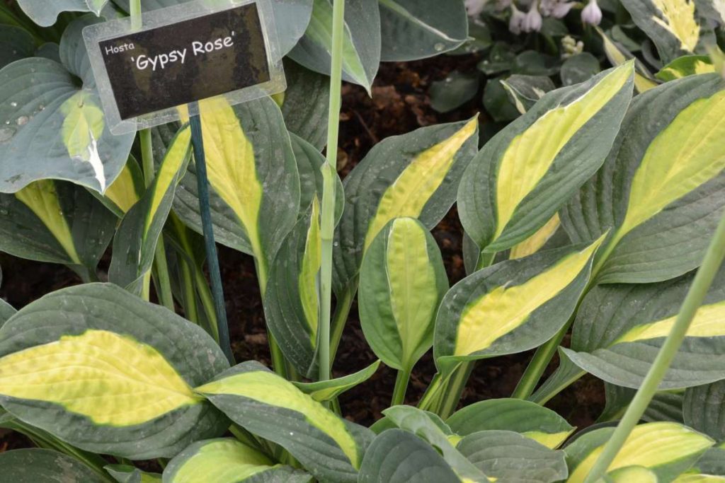 Hosta 'Gypsy Rose' - Plantain Lily 'Gypsy Rose' - New York Plants HQ