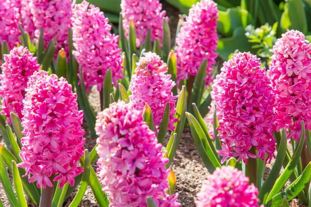 Hyacinthus 'Pink Pearl' - Hyacinth 'Pink Pearl' - New York Plants HQ