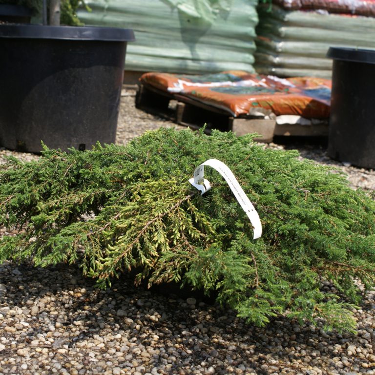 Juniperus communis 'Green Carpet' - Common Juniper - Sabina - Juniper ...
