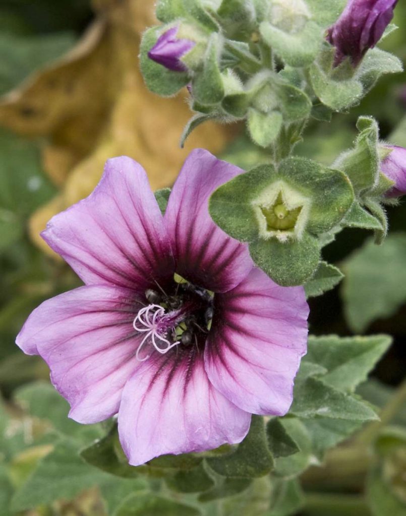 Lavatera arborea - Mallow - Tree Mallow - New York Plants HQ