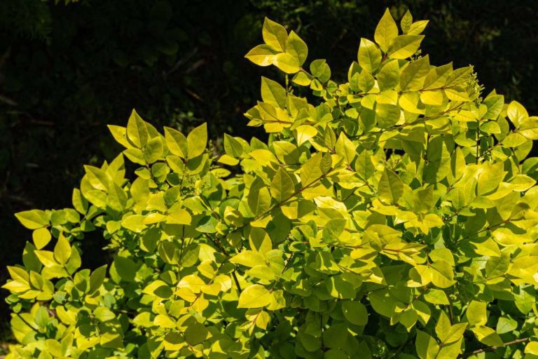Ligustrum 'Vicaryi' - Golden Vicary Privet - Privet - New York Plants HQ