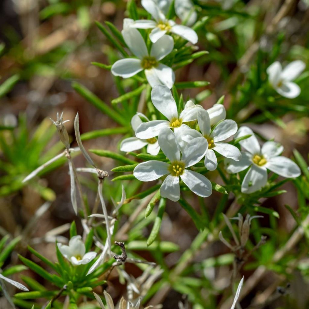 Linanthus nuttallii - New York Plants HQ