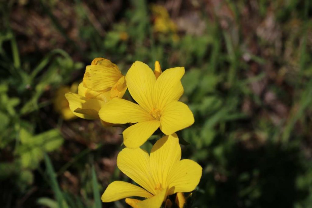 Linum capitatum - Flax - New York Plants HQ