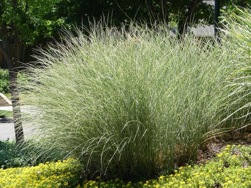 Miscanthus Sinensis Morning Light Eulalia Grass New York Plants Hq