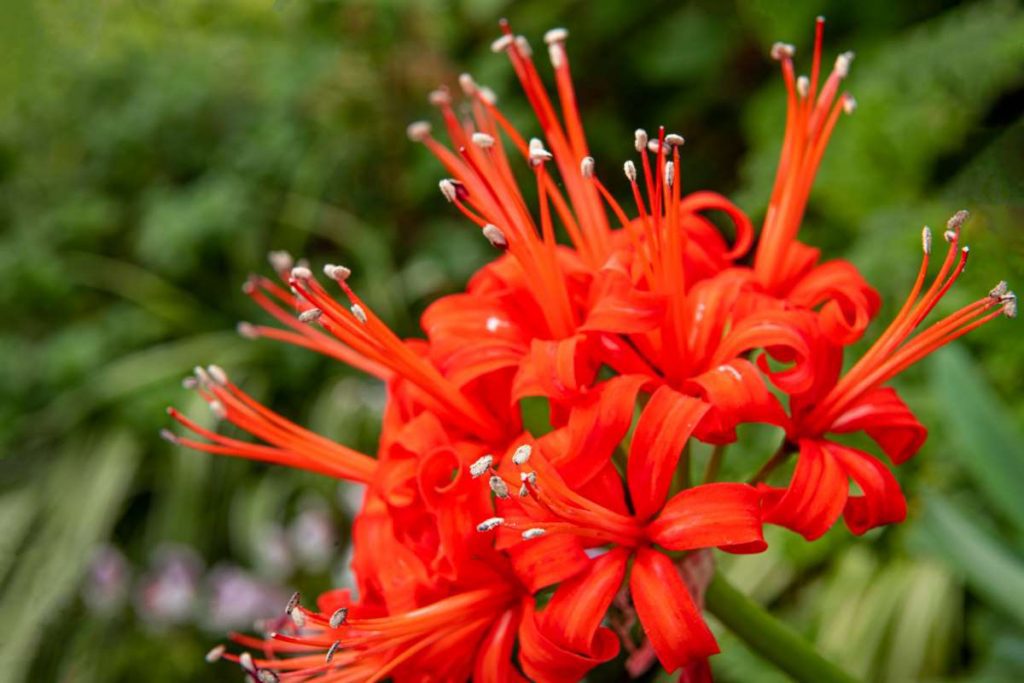 Nerine sarniensis - Red Nerine - Spider Lily - Guernsey Lily - New York ...