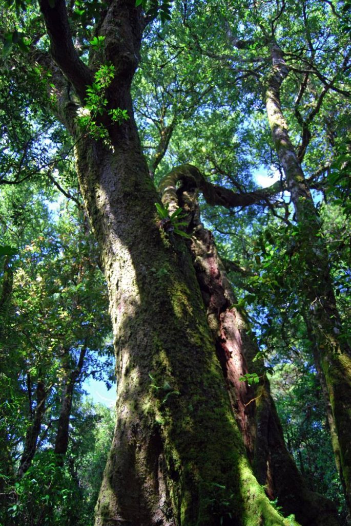 Nothofagus moorei - Australian Beech - Southern Beech - New York Plants HQ