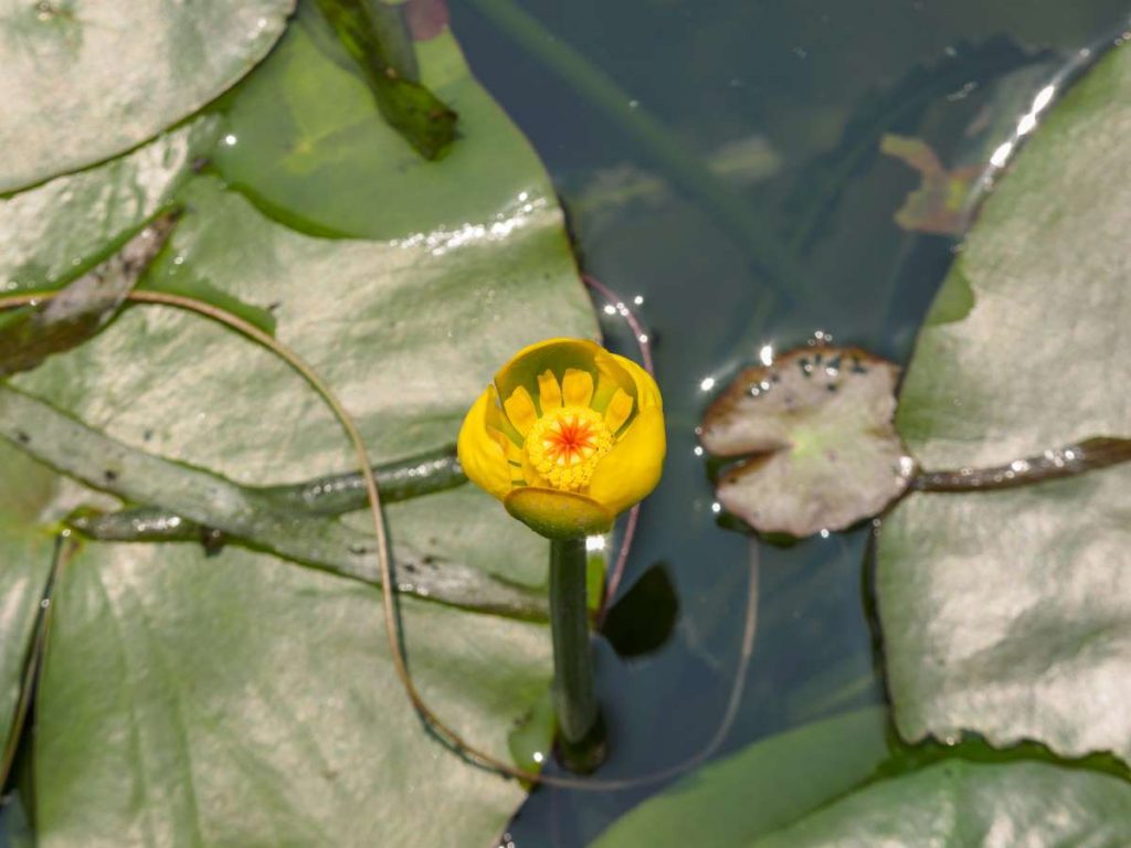 Nuphar pumila - Spatterdock - Pond Lily - Yellow Pond Lily - New York ...
