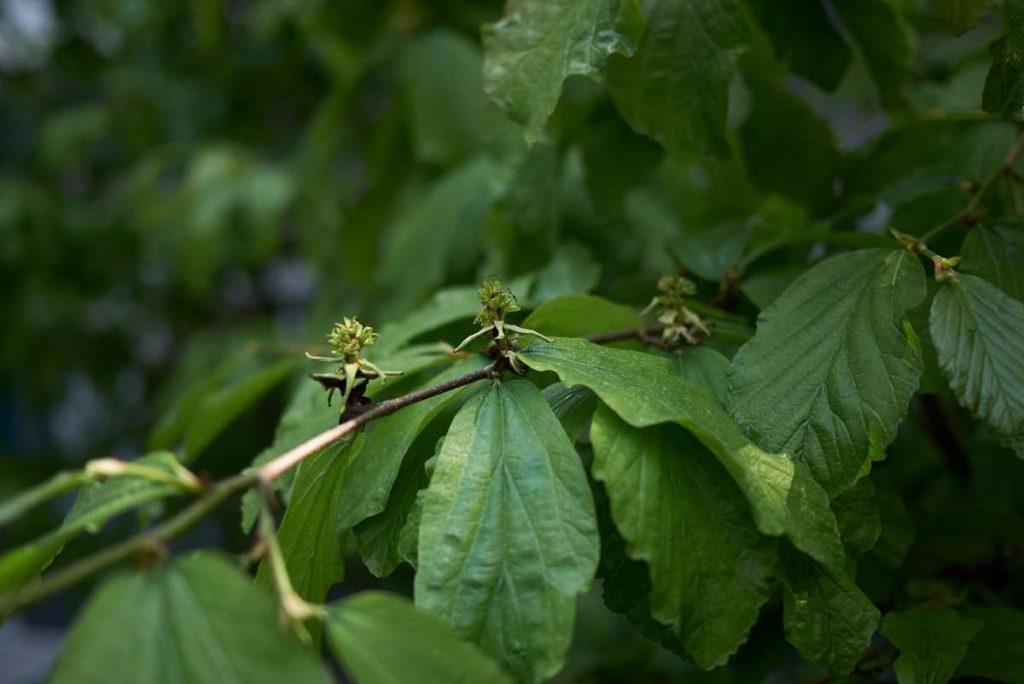 Parrotia persica - Persian Parrotia - Iron Tree - Persian Ironwood ...