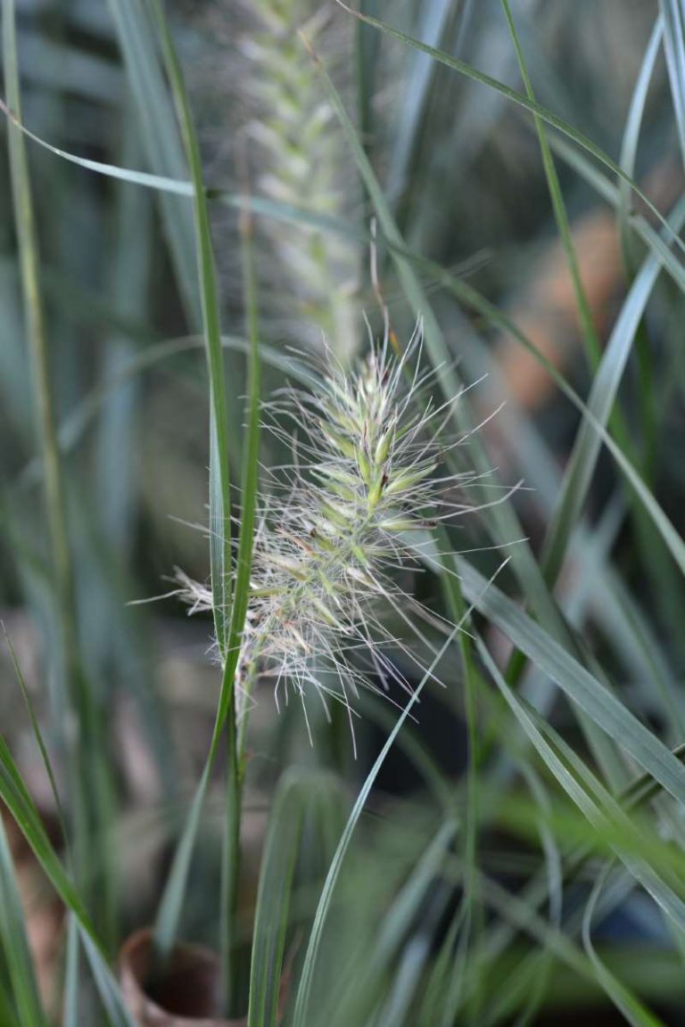 Pennisetum alopecuroides 'Little Bunny' - Pennisetum compressum 'Little ...