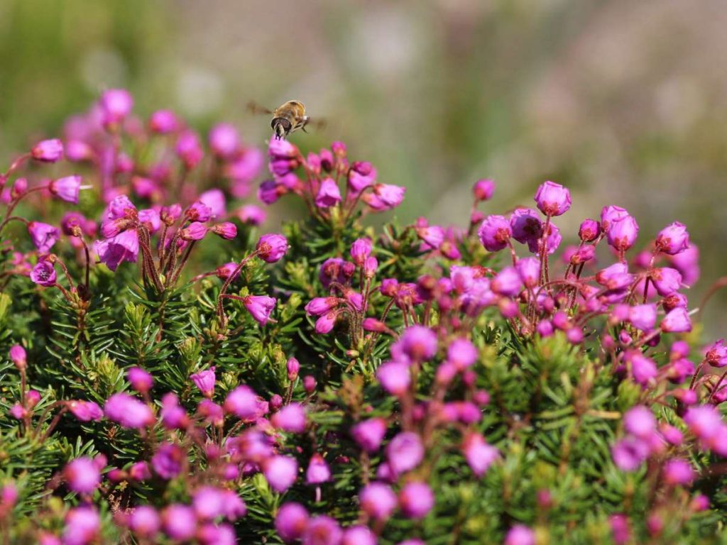 Phyllodoce empetriformis - Pink Mountain Heather - New York Plants HQ