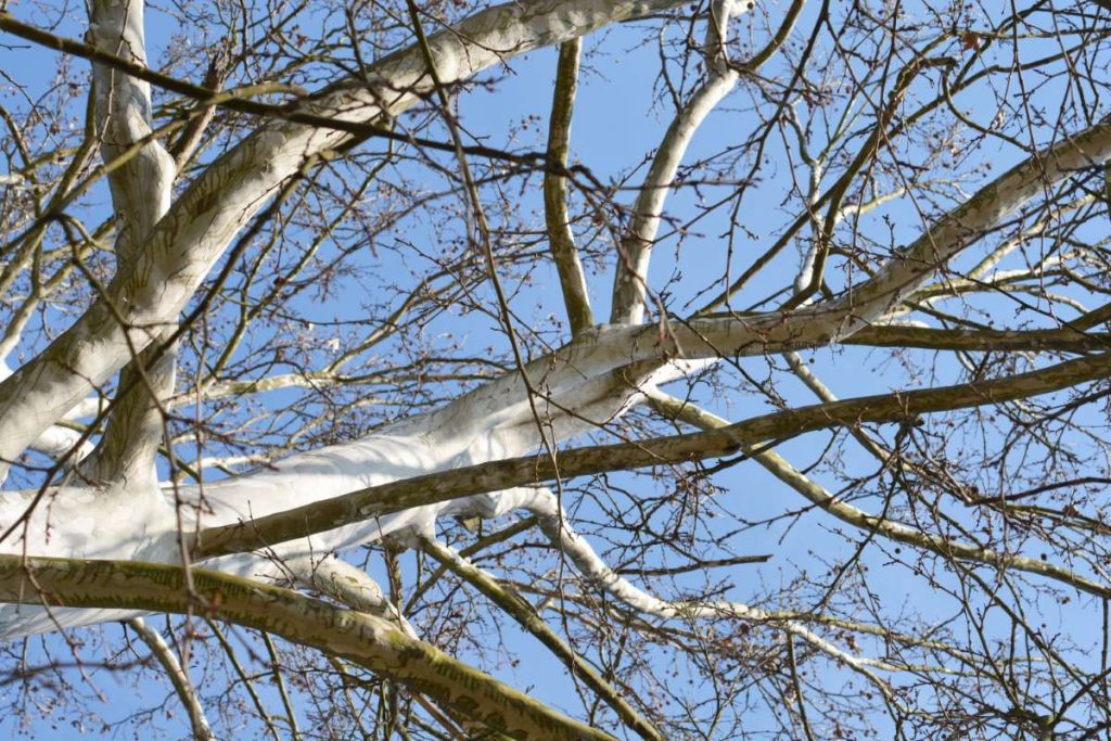 Platanus x hispanica - Platanus x acerifolia - Platanus x hybrida ...