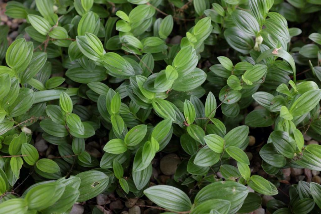 Polygonatum humile - Solomon's Seal - New York Plants HQ