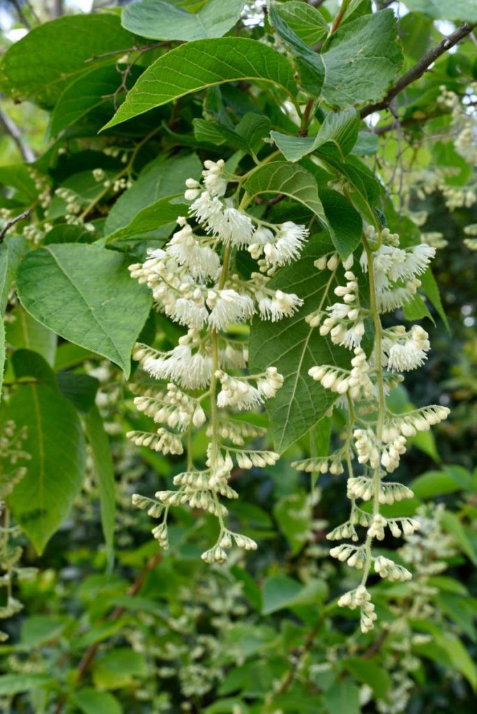 Pterostyrax hispida - Epaulette Tree - Fragrant Epaulette Tree - New ...