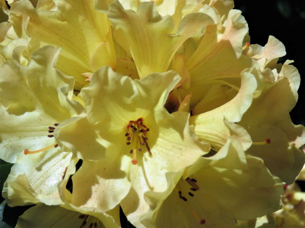Rhododendron 'Nancy Evans' - Azaleas - New York Plants HQ
