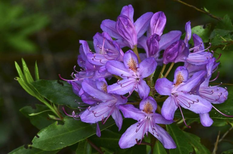 Rhododendron ponticum - Pontic Rhododendron - Azaleas - New York Plants HQ